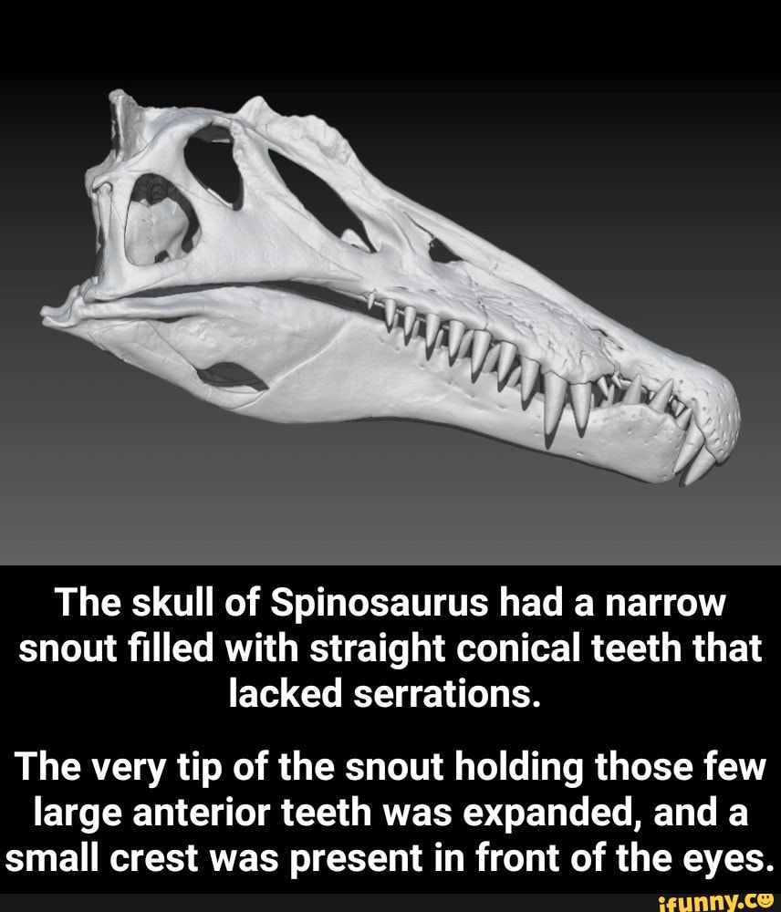 The skull of Spinosaurus had a narrow snout ﬁlled with straight conical ...