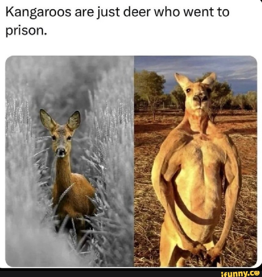 Kangaroos are just deer who went to prison. - iFunny