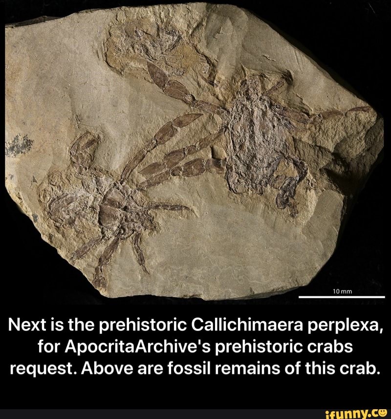 Prehistoriccrab memes. Best Collection of funny Prehistoriccrab ...