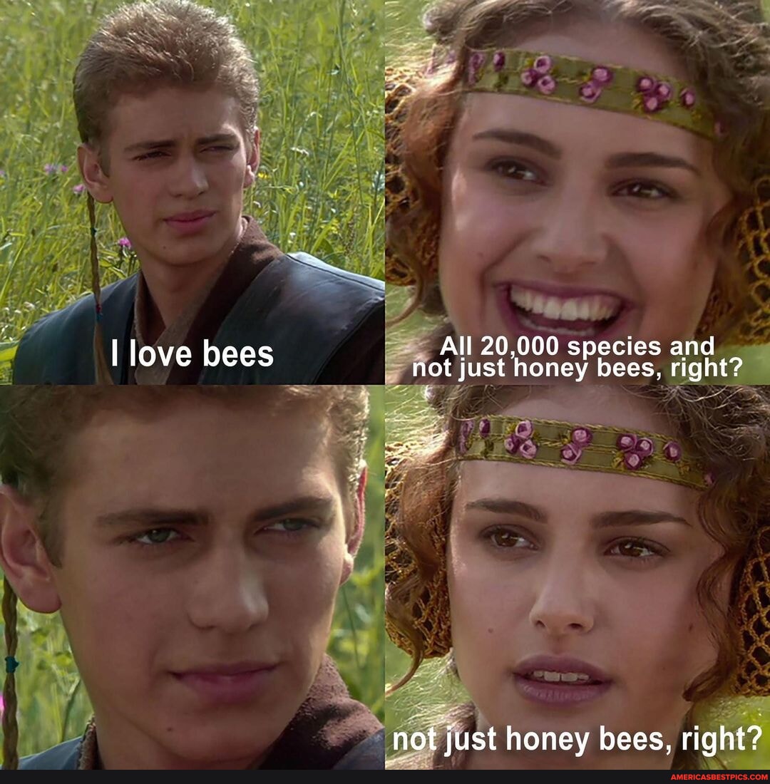 All 20,000 species and not just honey bees, right? 🥴 #entomemeology # ...