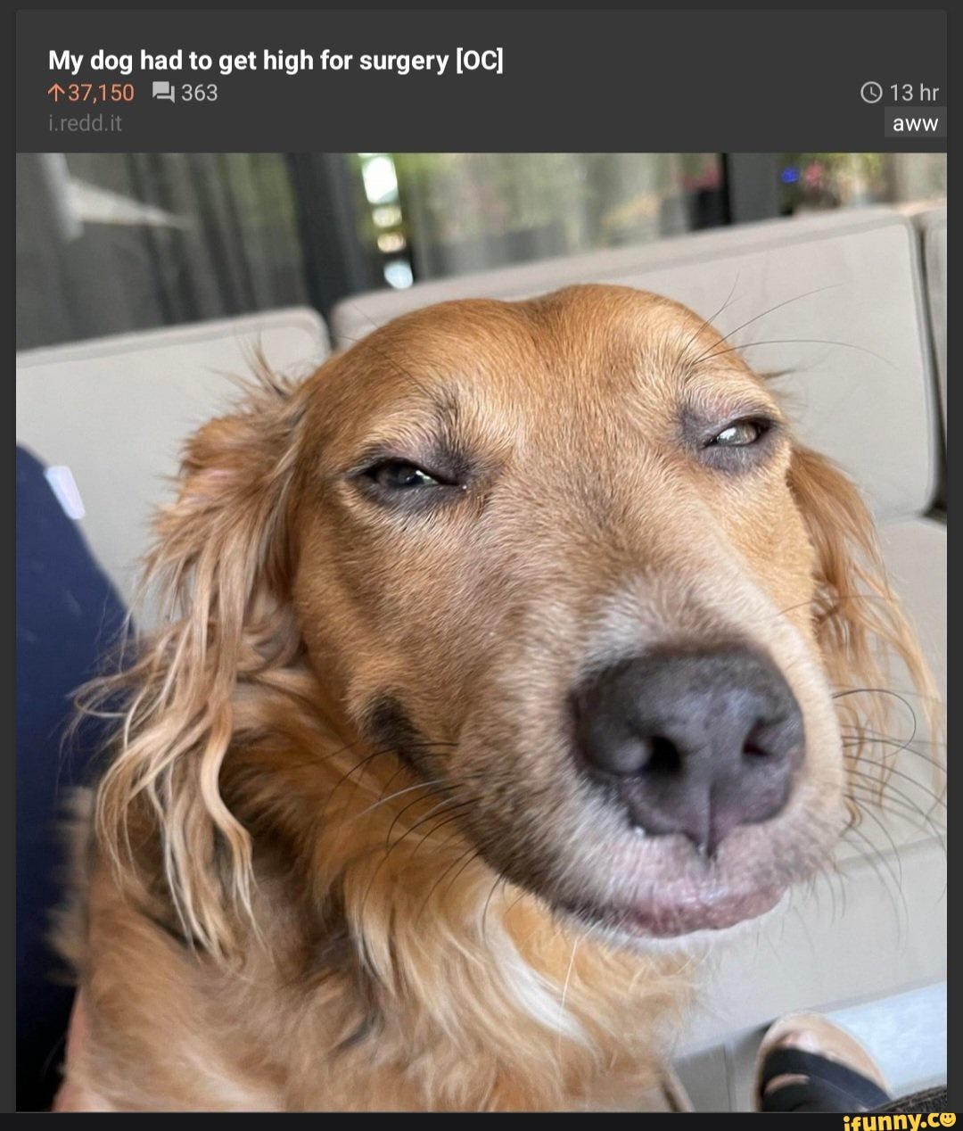 High_af memes. Best Collection of funny High_af pictures on iFunny