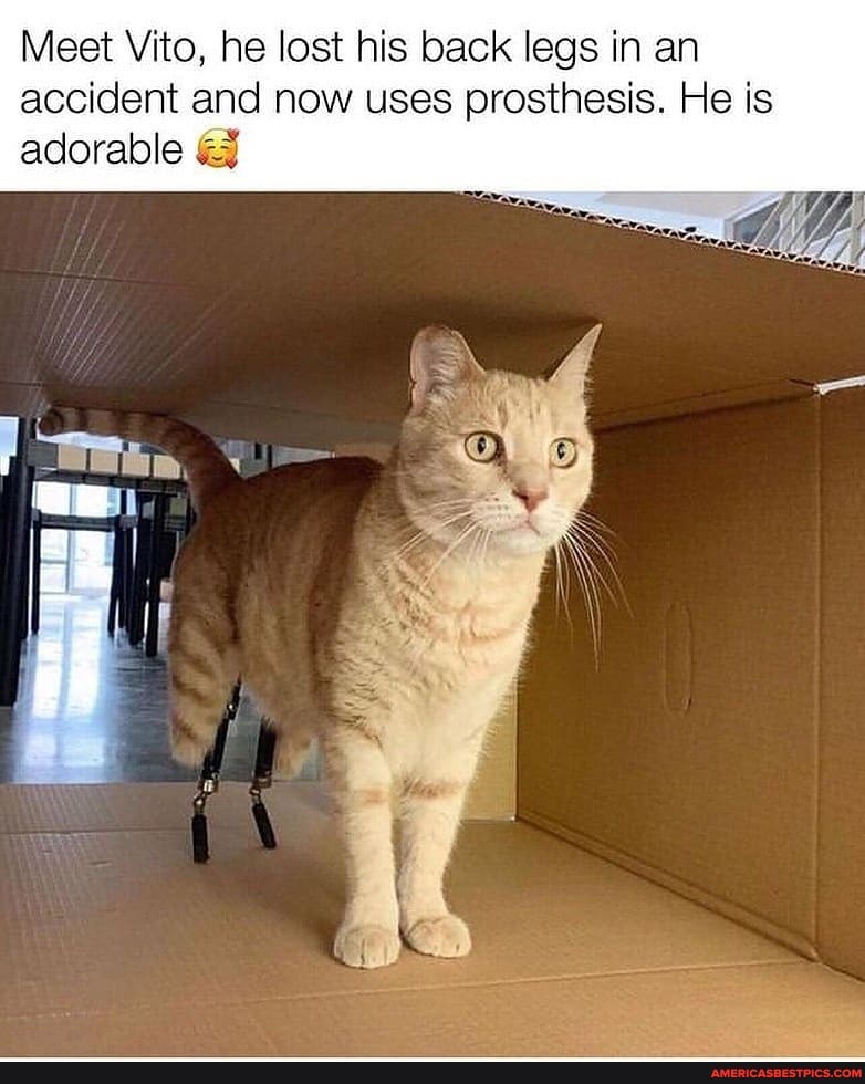 Meet Vito, he lost his back legs in an accident and now uses prosthesis ...