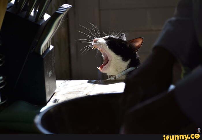 Yawning_cat memes. Best Collection of funny Yawning_cat pictures on iFunny