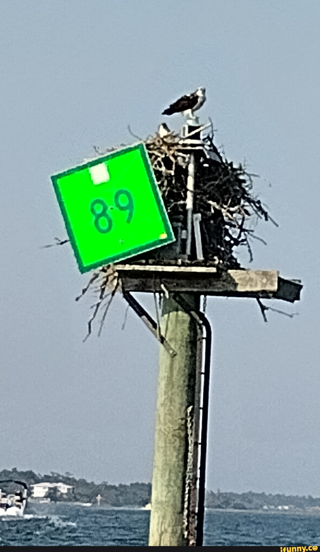Osprey memes. Best Collection of funny Osprey pictures on iFunny