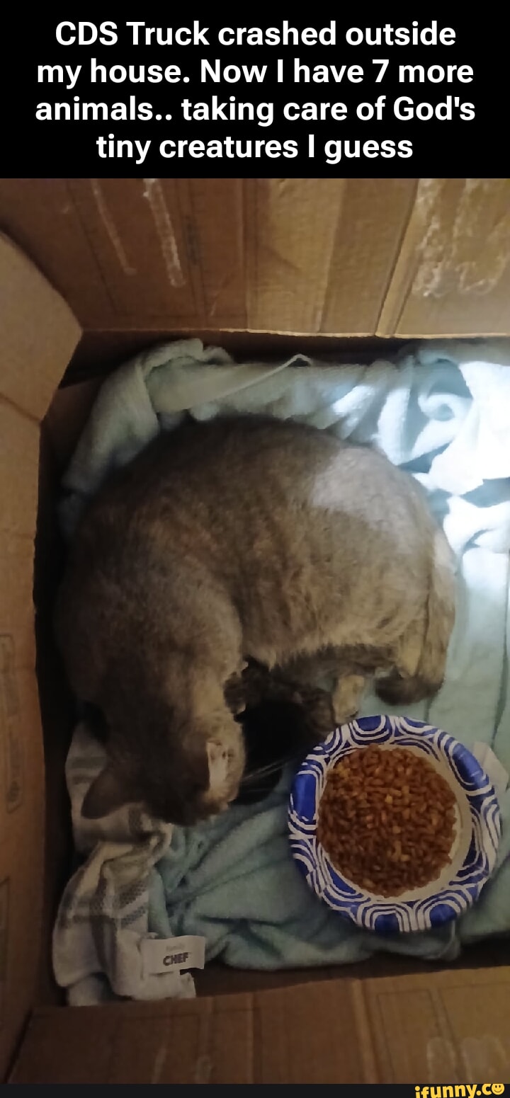 CDS Truck crashed outside my house. Now I have 7 more animals.. taking ...