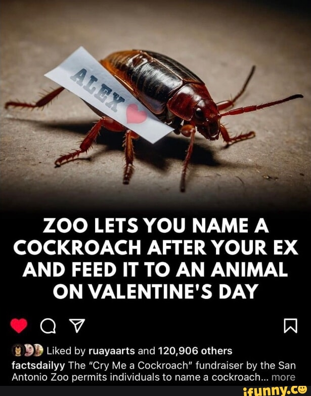 ZOO LETS YOU NAME A COCKROACH AFTER YOUR EX AND FEED IT TO AN ANIMAL ON ...