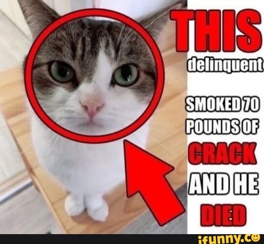 Delinquent memes. Best Collection of funny Delinquent pictures on iFunny