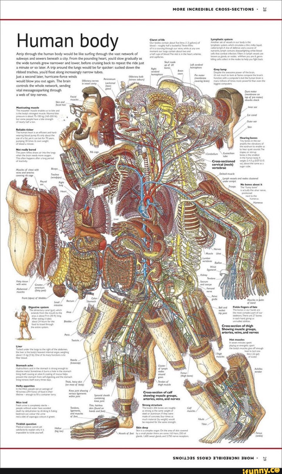 MORE INCREDIBLE CROSS-SECTIONS Human body Atrip through the human body ...