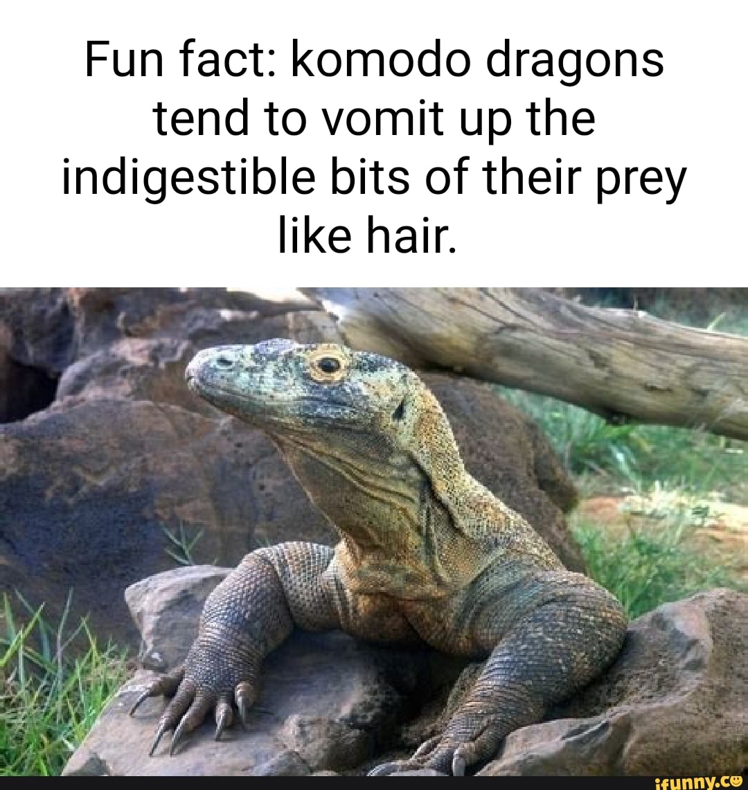 Fun fact: komodo dragons tend to vomit up the indigestible bits of ...