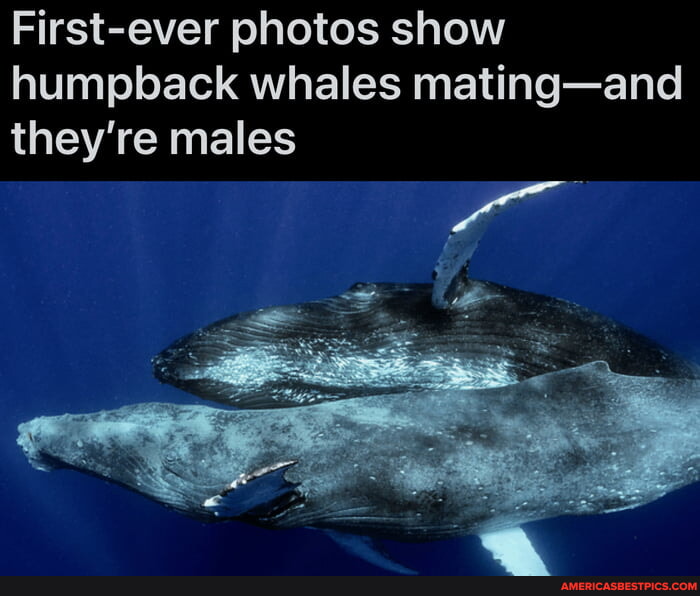First-ever photos show humpback whales mating-and they're males ...