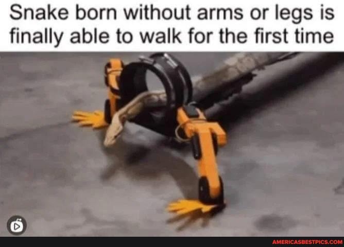 N/A - Snake born without arms or legs is finally able to walk for the ...