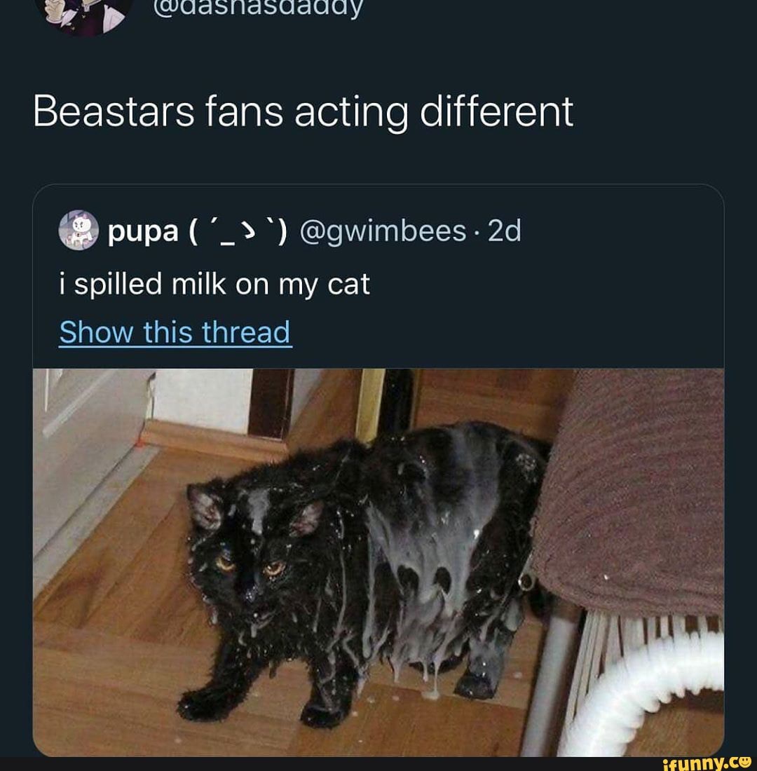 Beastars fans acting different pupa ( @gwimbees - i spilled milk on my ...