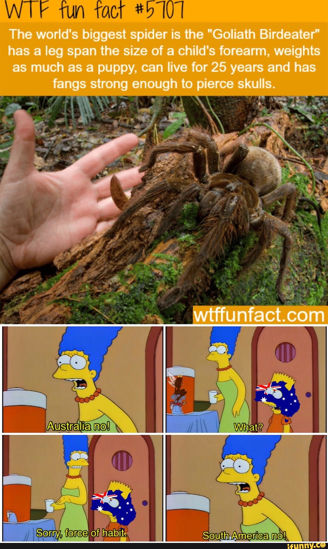 Tun tacr The world's biggest spider is the "Goliath Birdeater"" has a ...