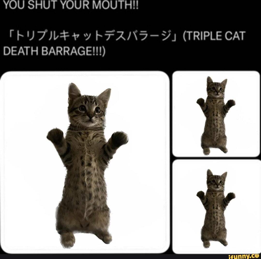 YOU SHUT YOUR MOUTH!! y KFAND- (TRIPLE CAT DEATH BARRAGE!!!) - iFunny