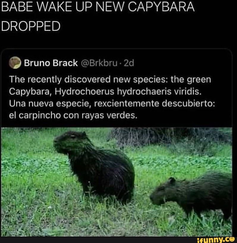 Carpincho memes. Best Collection of funny Carpincho pictures on iFunny
