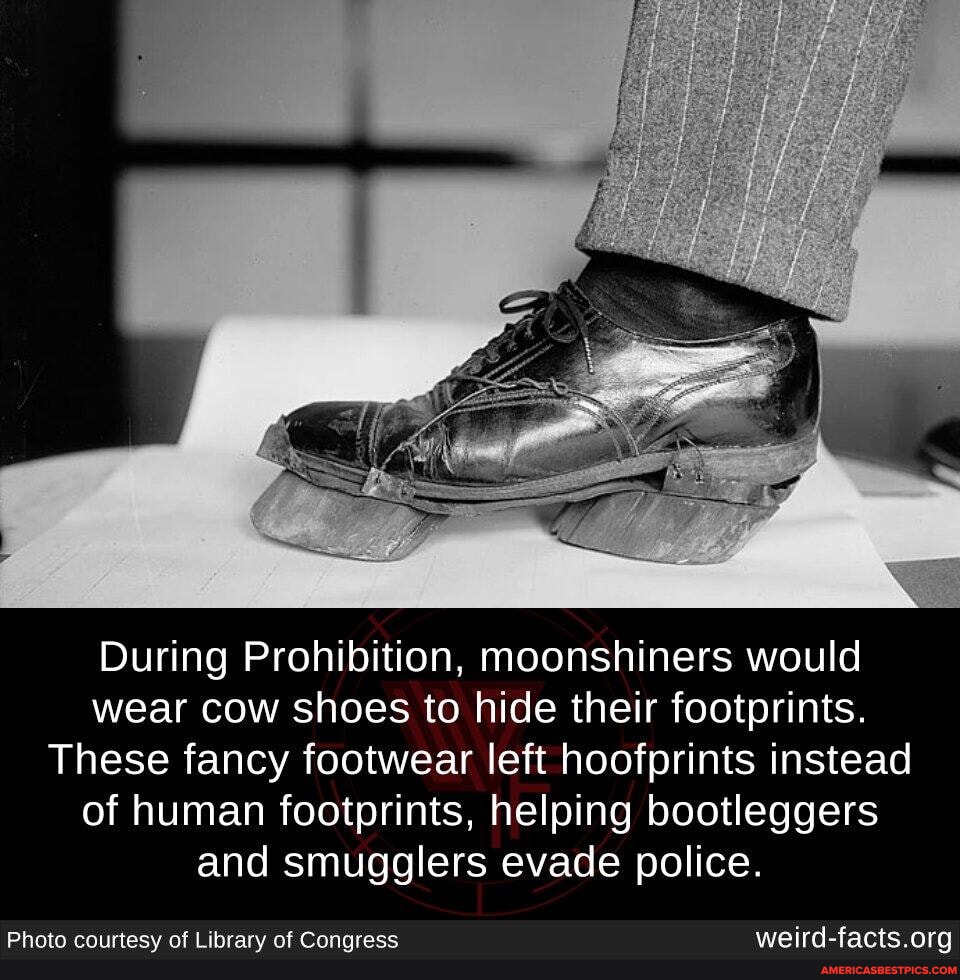 N/A - During Prohibition, moonshiners would wear cow shoes to hide ...