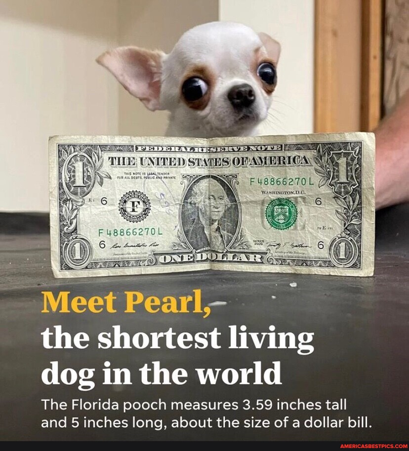 Bo Meet Pearl, the shortest living dog in the world The Florida pooch ...