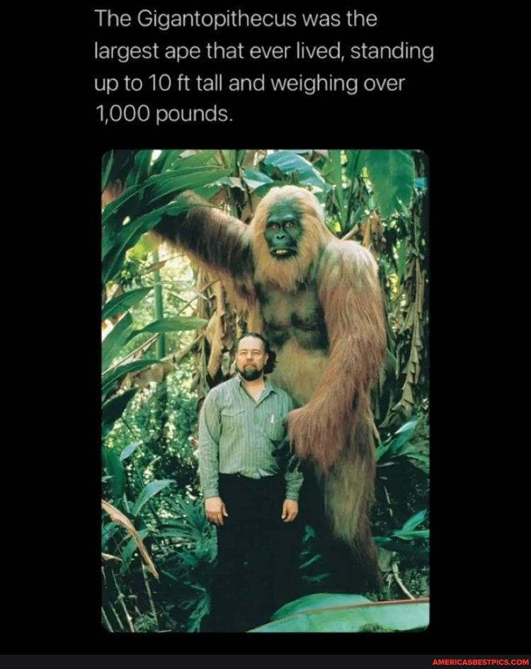 The Gigantopithecus was the largest ape that ever lived, standing up to ...
