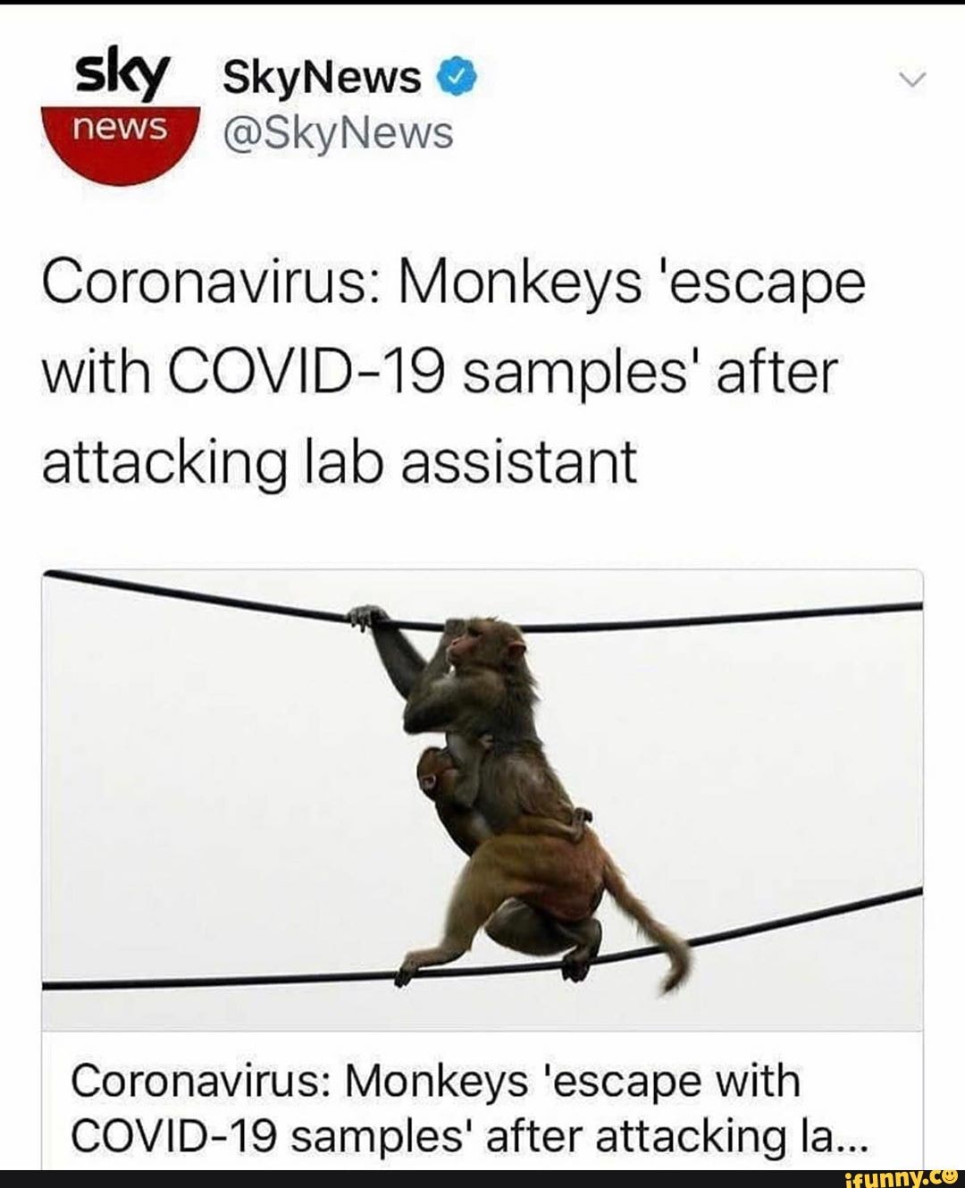 Sky SkyNews @ Coronavirus: Monkeys 'escape with COVID-19 samples' after ...