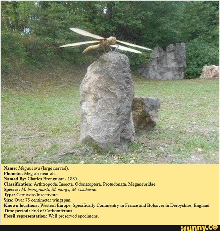 'Name: Meganewra (large nerved). Phonetic: Meg-ah-neur-ah. Named By: Charles Brongniart - 1885 ...