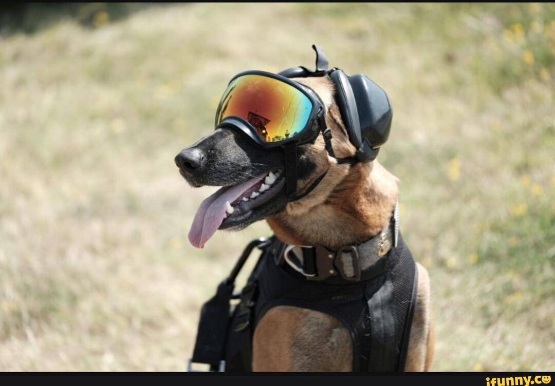 Working_dog memes. Best Collection of funny Working_dog pictures on iFunny