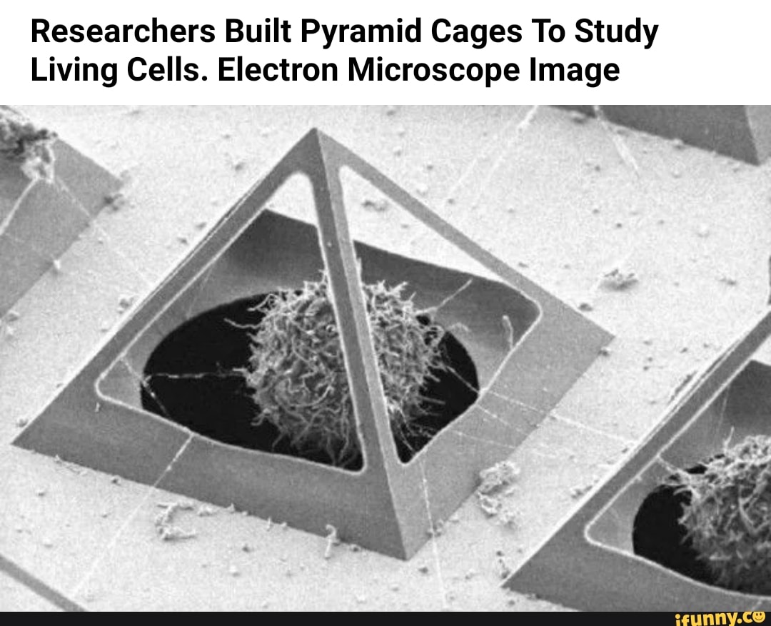Researchers Built Pyramid Cages To Study Living Cells. Electron ...