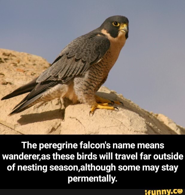 Peregine Falcon Memes