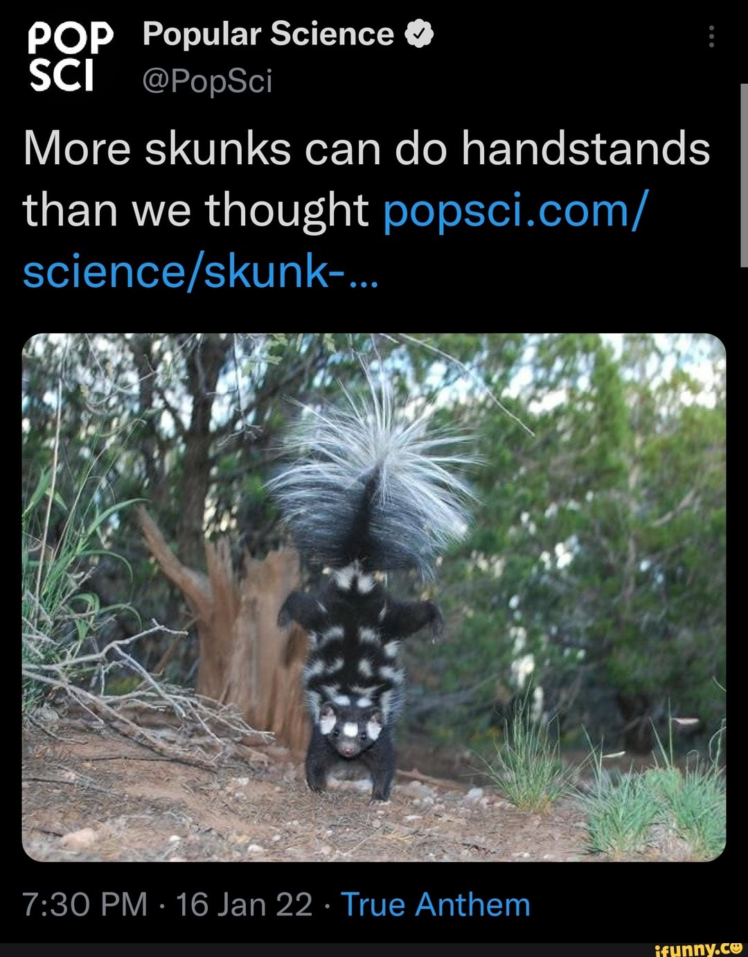 Handstands memes. Best Collection of funny Handstands pictures on iFunny