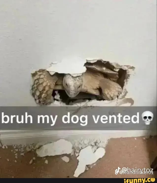 Bruh my dog vented @ - iFunny