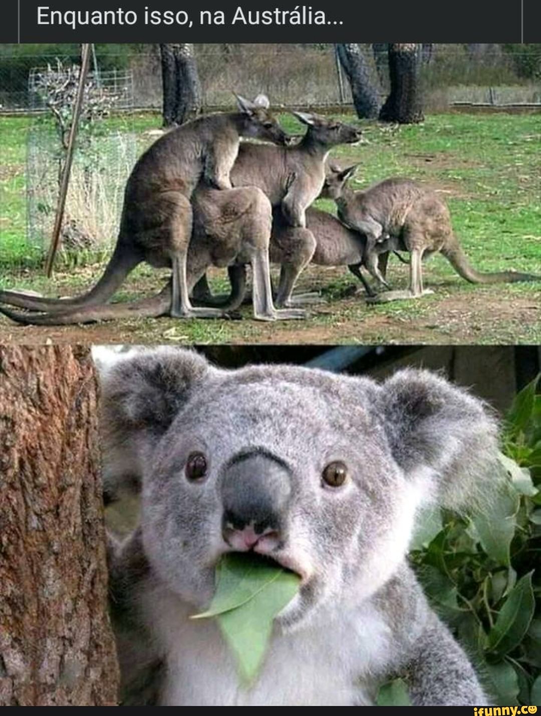 Funny Koala Memes