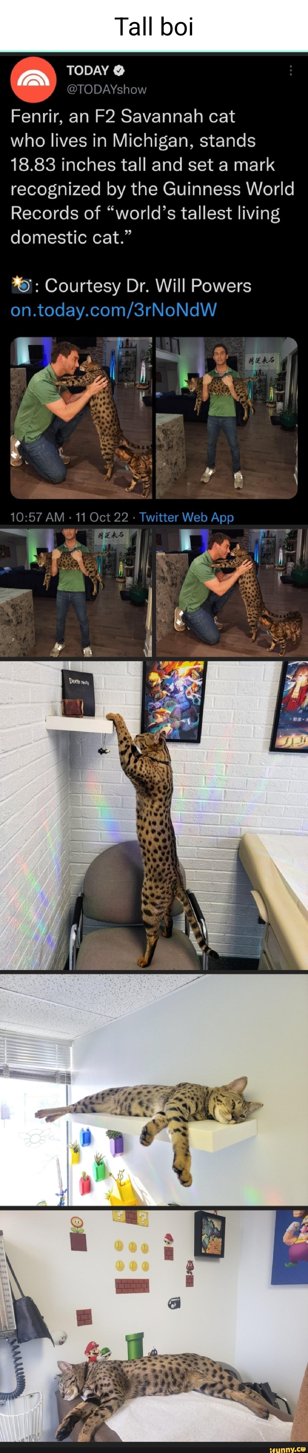 Tall boi @TODAYshow Fenrir, an Savannah cat who lives in Michigan ...