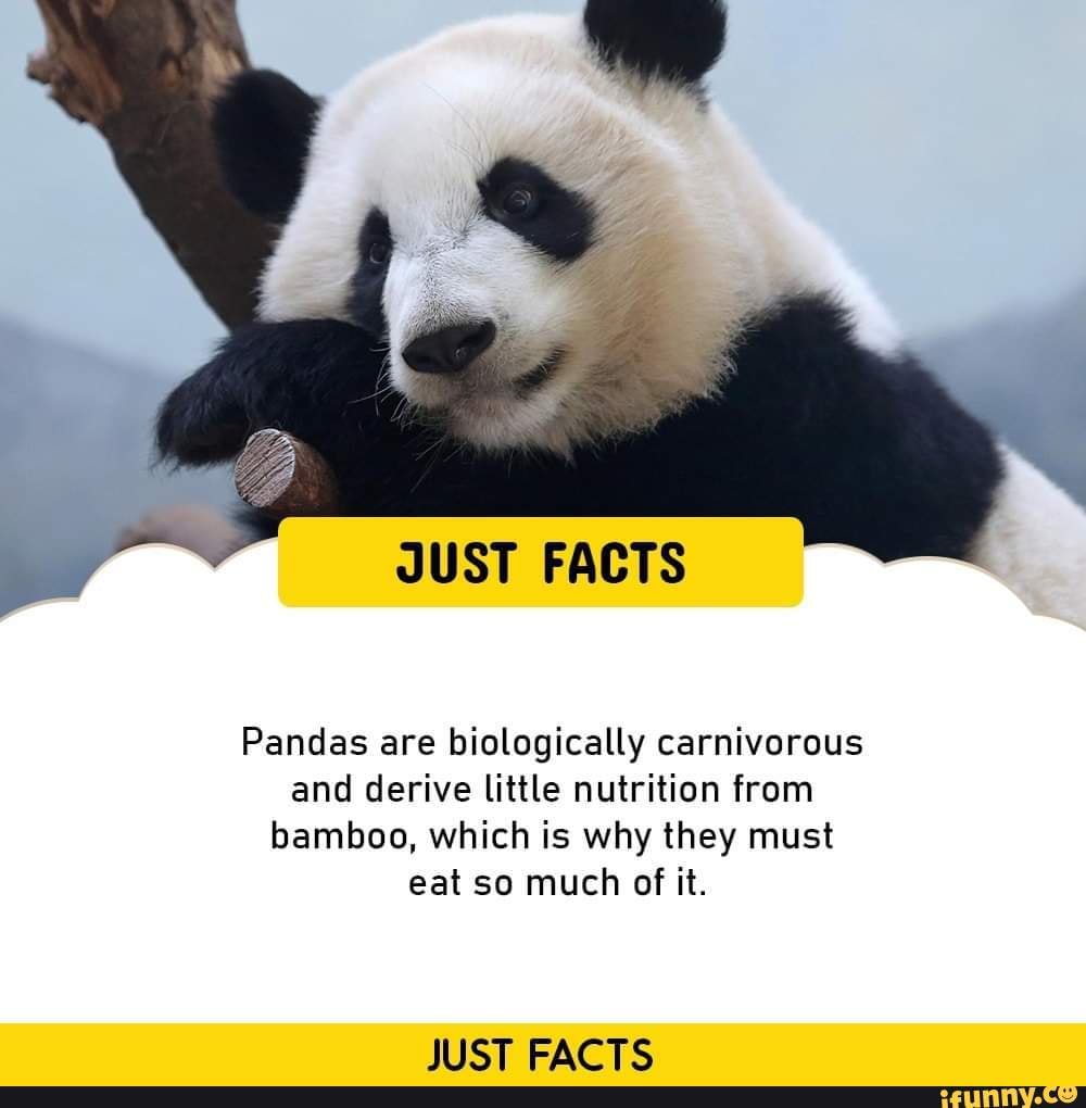 JUST FACTS Pandas are biologically carnivorous and derive little ...