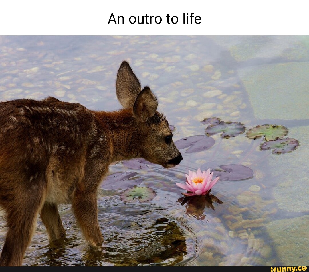 Outro memes. Best Collection of funny Outro pictures on iFunny