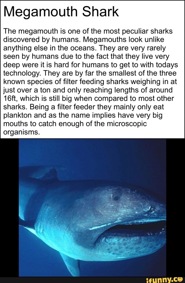 Megamouth Shark The megamouth is one of the most peculiar sharks ...
