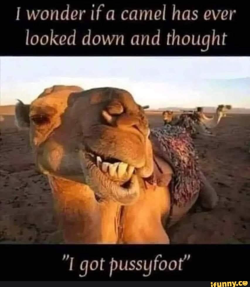 Camel memes. Best Collection of funny Camel pictures on iFunny