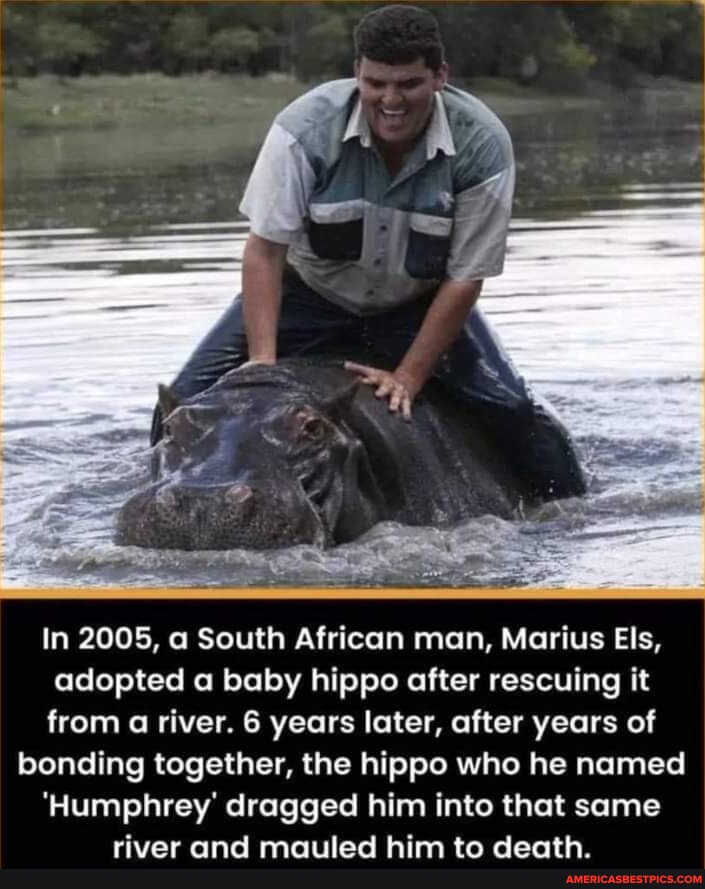 In 2005, South African man, Marius Els, adopted a baby hippo after ...