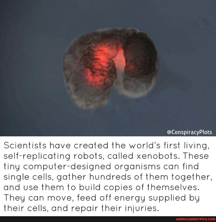 @ConspiracyPlots Scientists hove created the world's first living, self-replicating robots ...