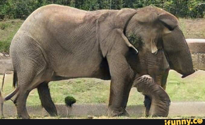 Elephantitis Balls Gif