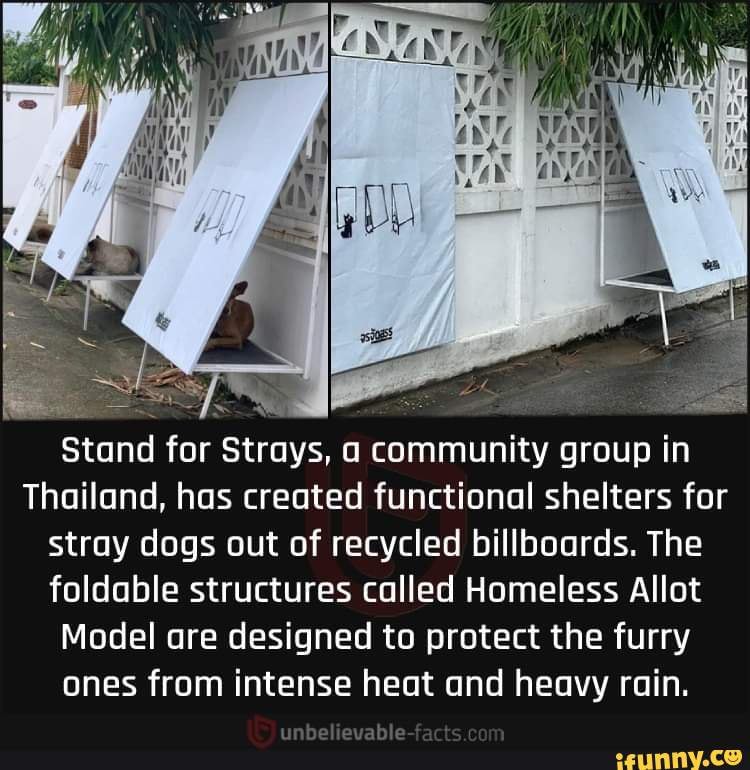 Stand for Strays, community group in Thailand, has created functional ...