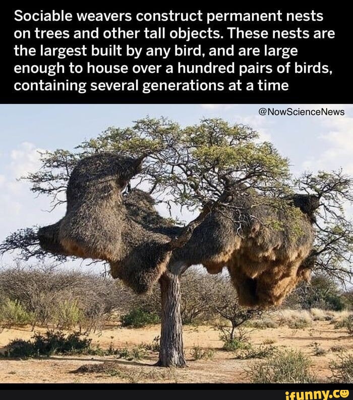 Construct memes. Best Collection of funny Construct pictures on iFunny