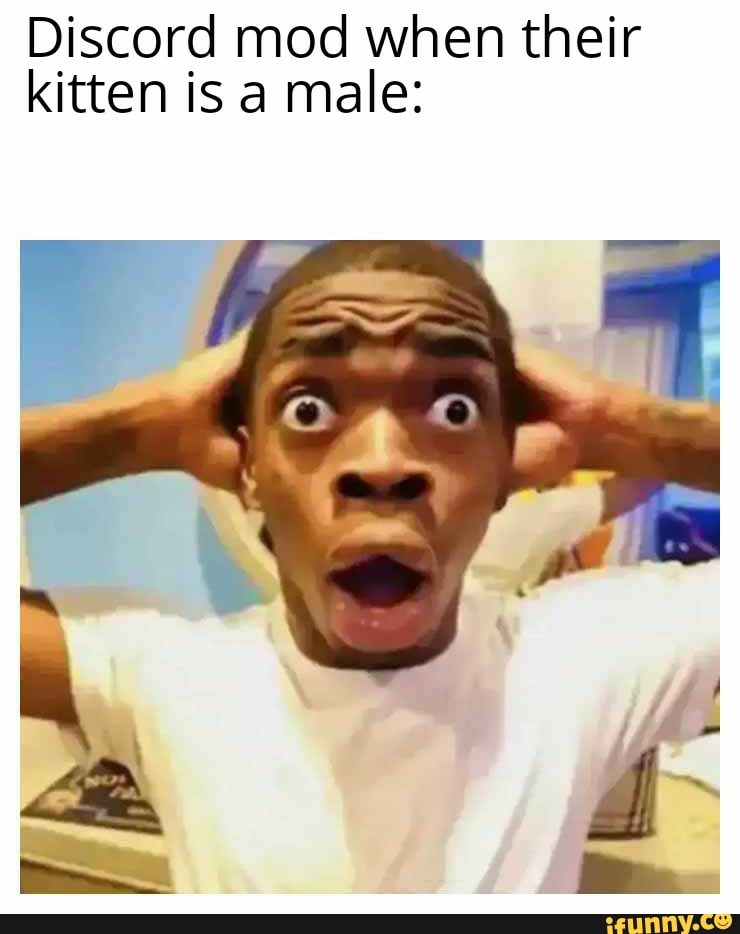 Discord mod when their kitten is a male: - iFunny