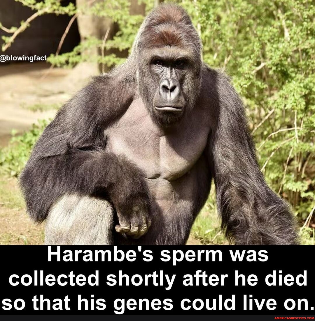 Thoughts? 🦍 #harambe #memes #history - @bl ft Harambe's sperm was ...