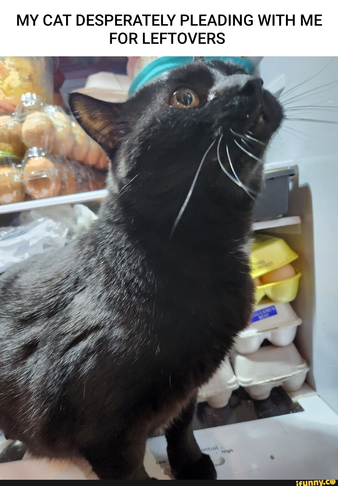 MY CAT DESPERATELY PLEADING WITH ME FOR LEFTOVERS - iFunny