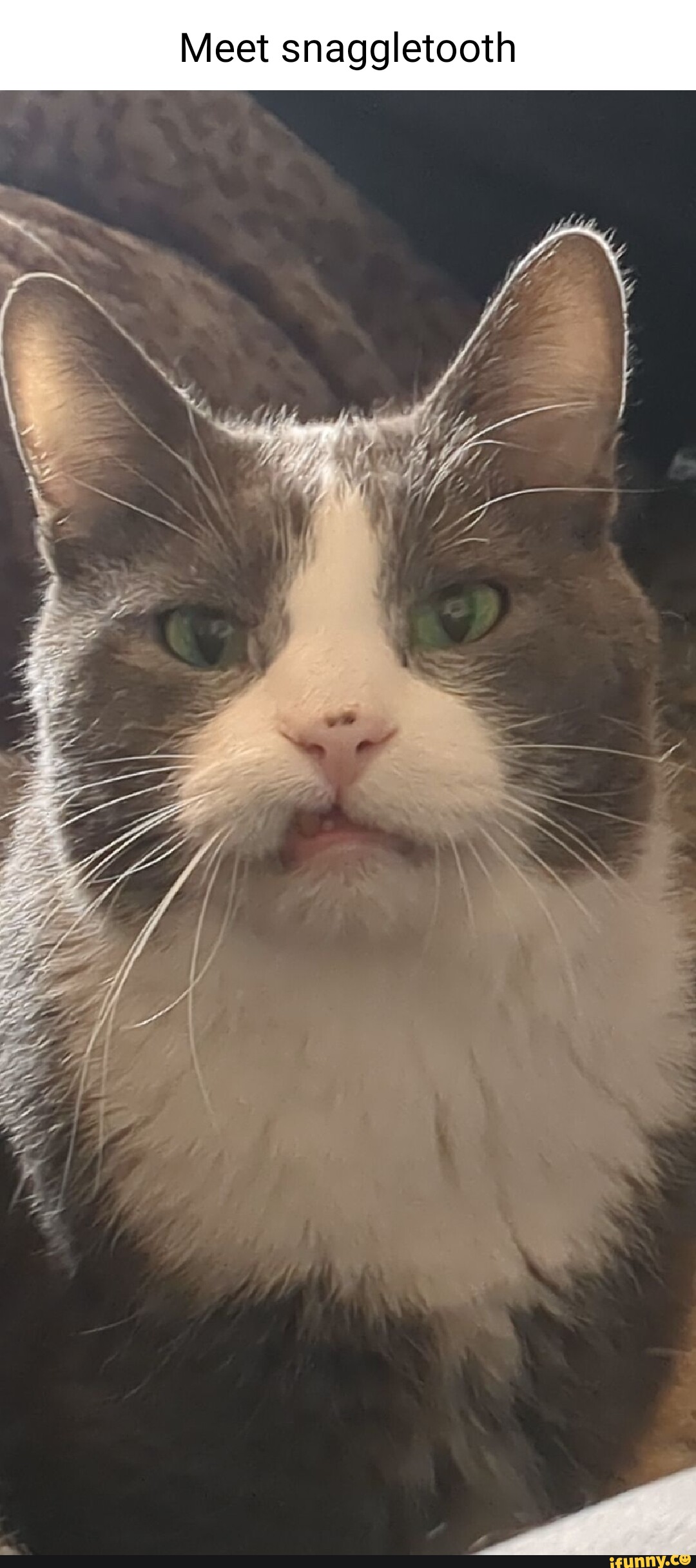 Snaggletooth memes. Best Collection of funny Snaggletooth pictures on ...