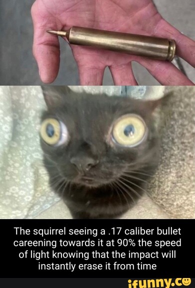 Oh Burn Squirrel Meme