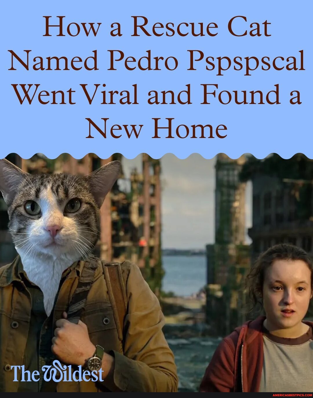 Pedro Pspspscal, not to be confused with the human actor, is a cat ...
