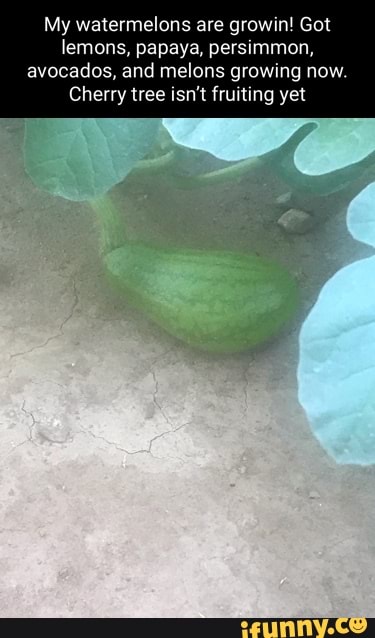 Persimmon memes. Best Collection of funny Persimmon pictures on iFunny