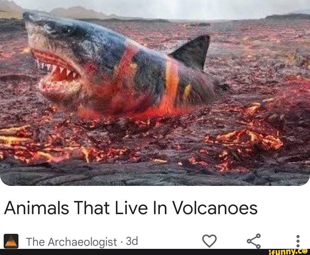 Animals That Live In Volcanoes The Archaeologist - iFunny