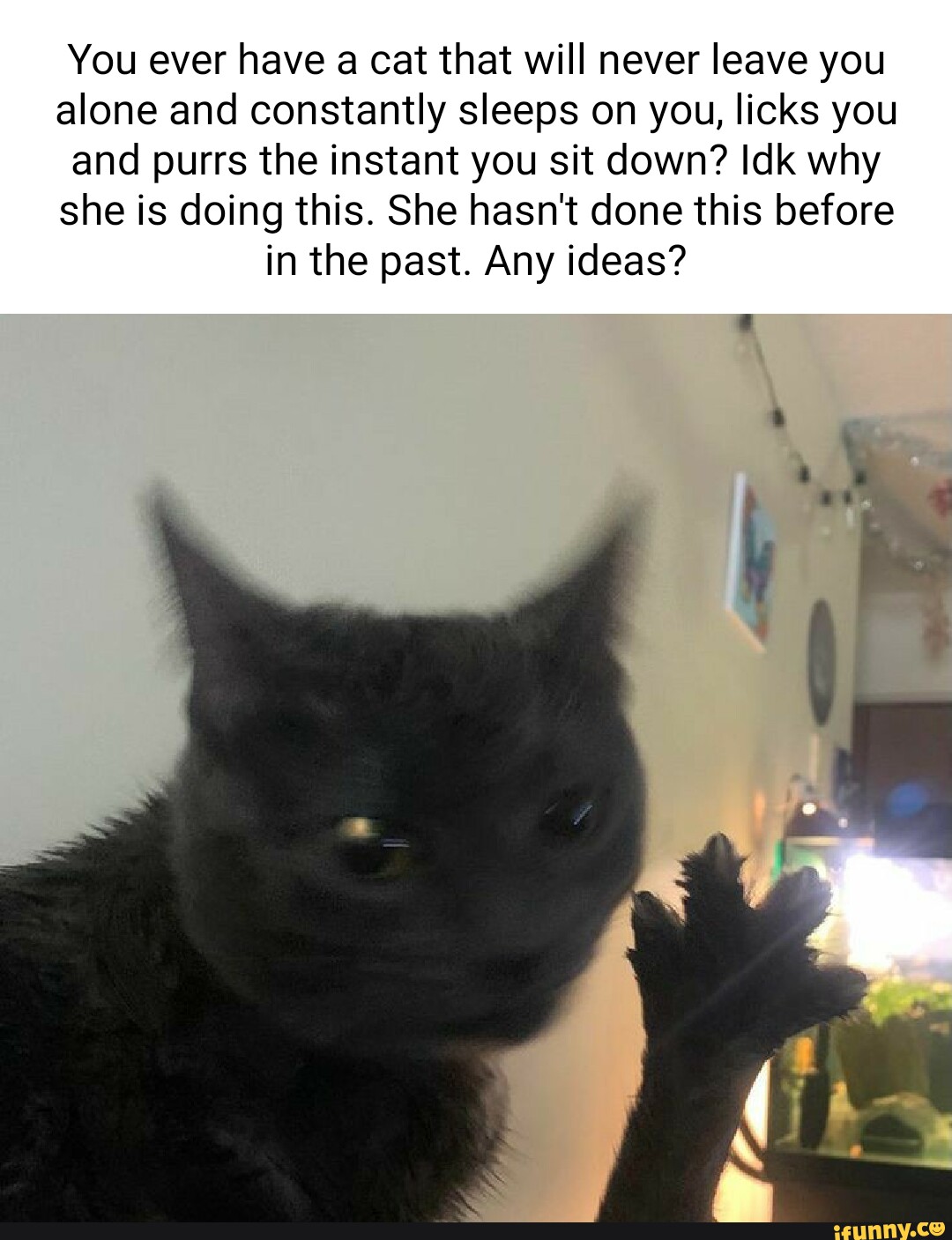 You ever have a cat that will never leave you alone and constantly ...