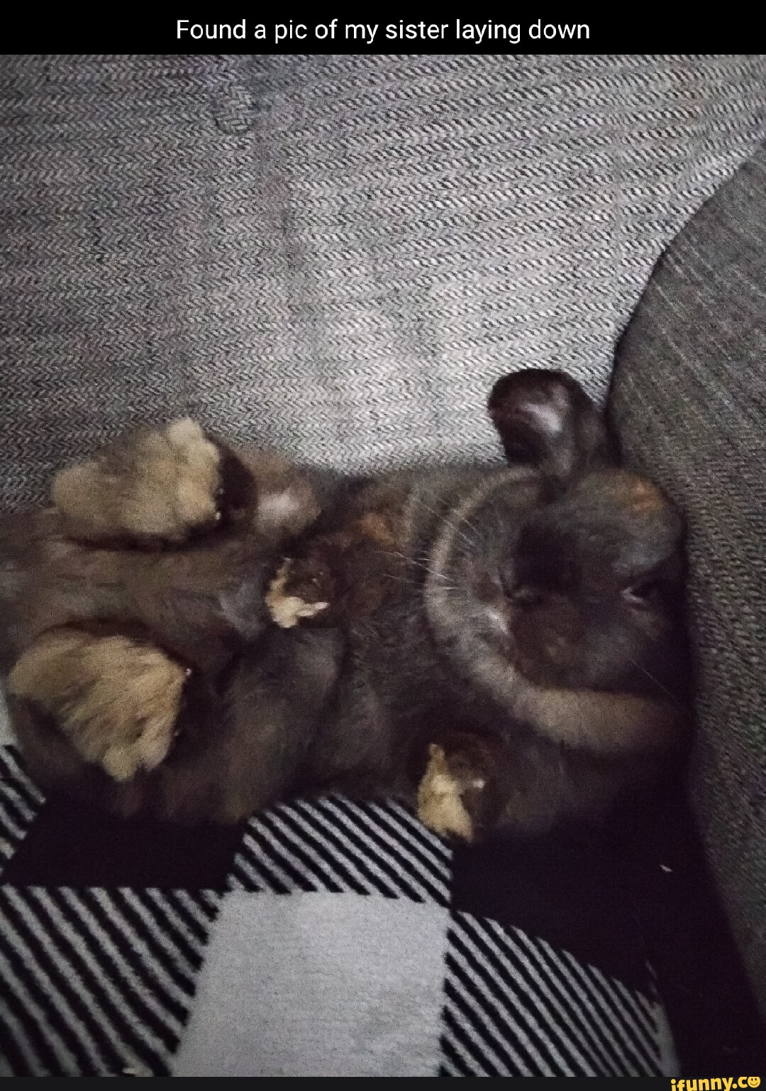 Laying memes. Best Collection of funny Laying pictures on iFunny